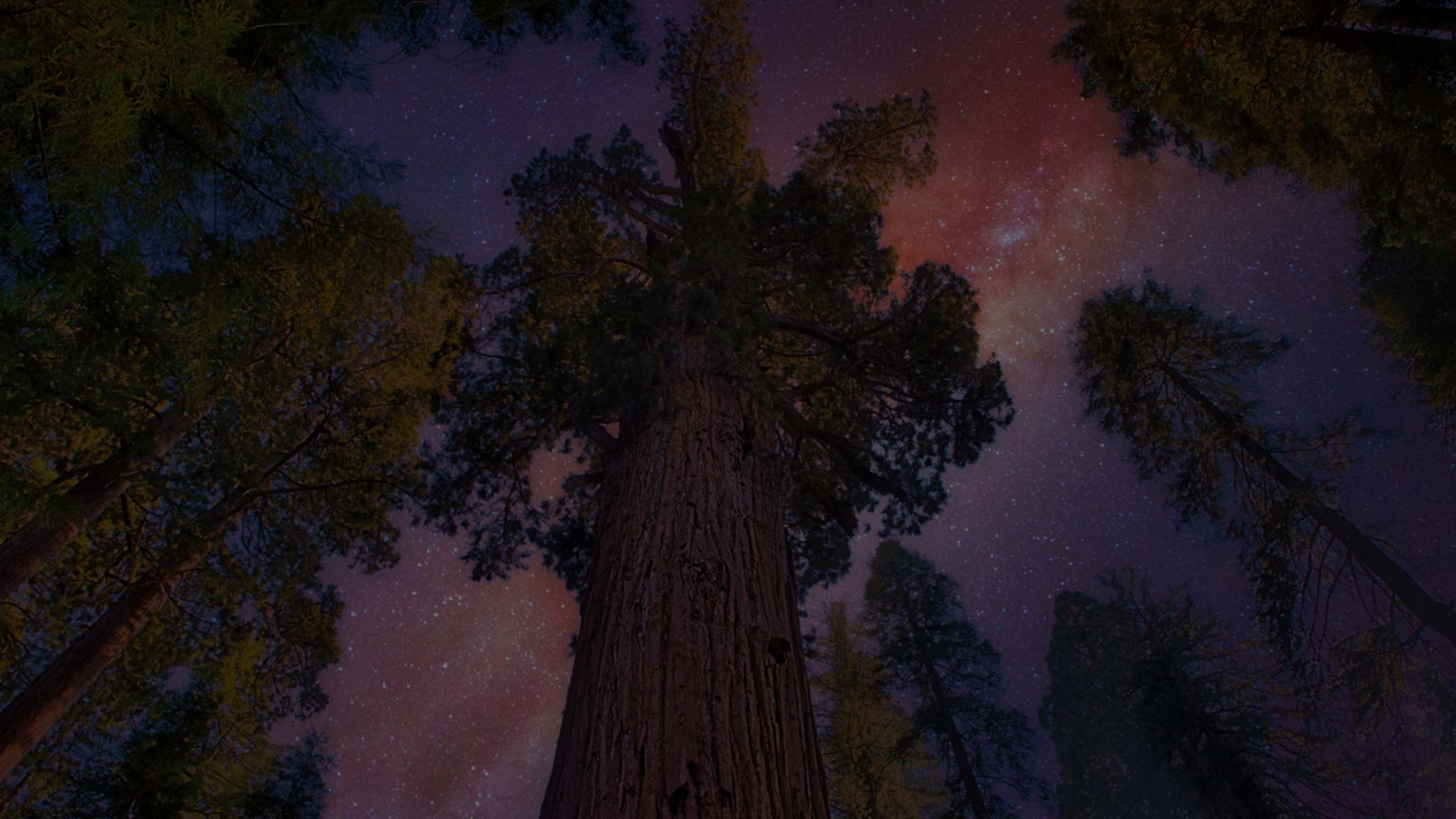 2023-24 Annual Report | Save the Redwoods League